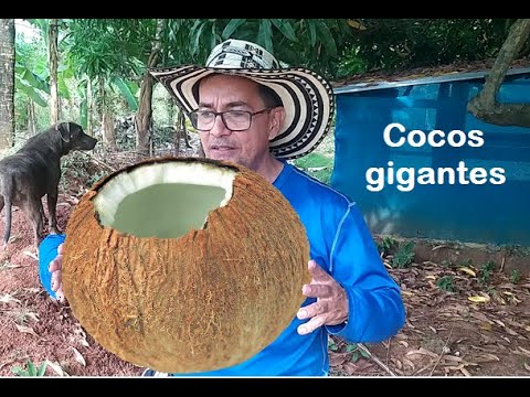 COCOS GIGANTES - YouTube