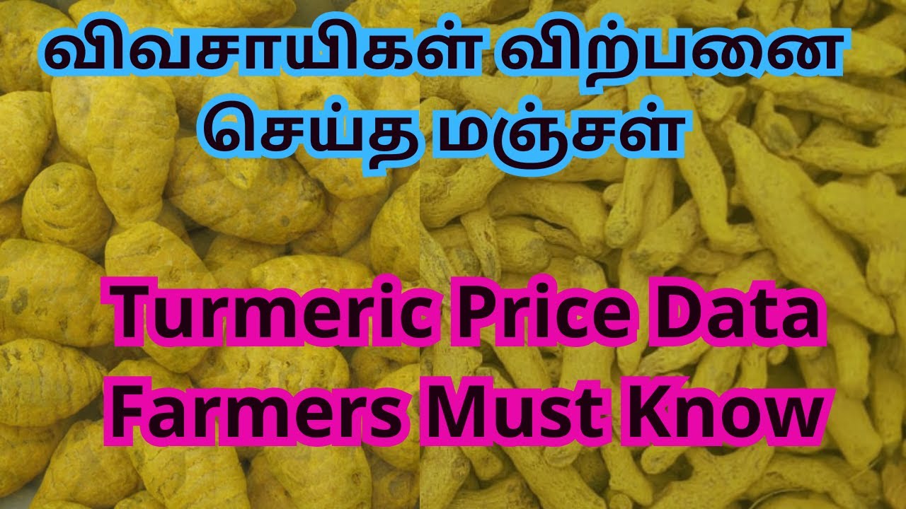 13 May 2025 Turmeric Rate At Perundurai | பெருந்துறை மஞ்சள் ஏலம் | ಇಂದು ...