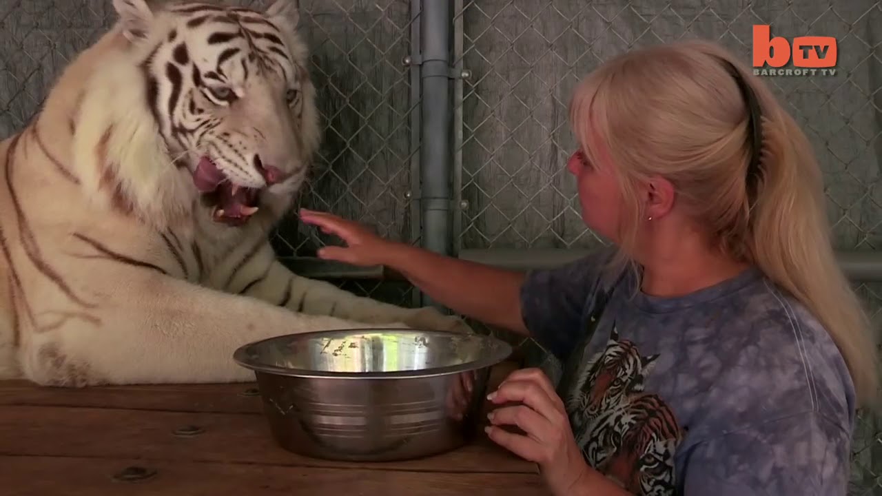 human and tiger can be friend? - YouTube