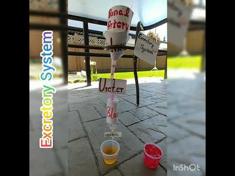 Easy Science experiment Excretory System distance learning - YouTube