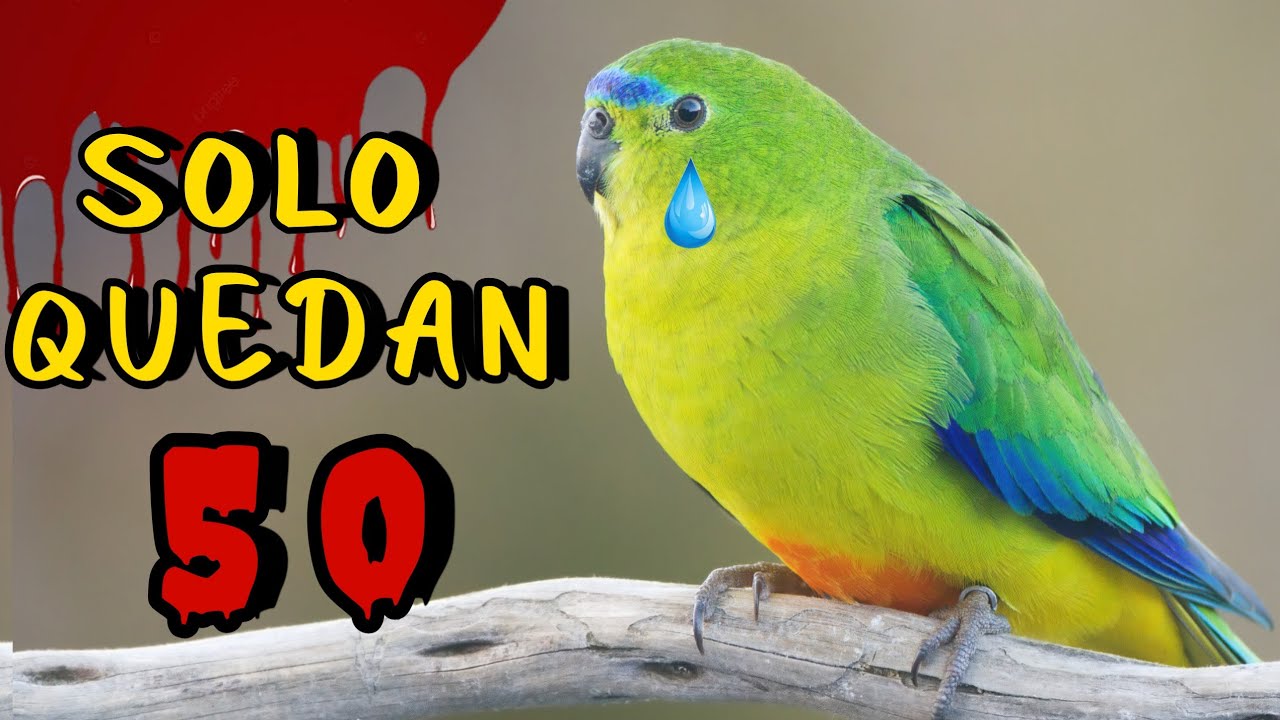 Alerta ⚠️: Solo Quedan 50 Loros!! de esta especie 😭 Descubre por que ...