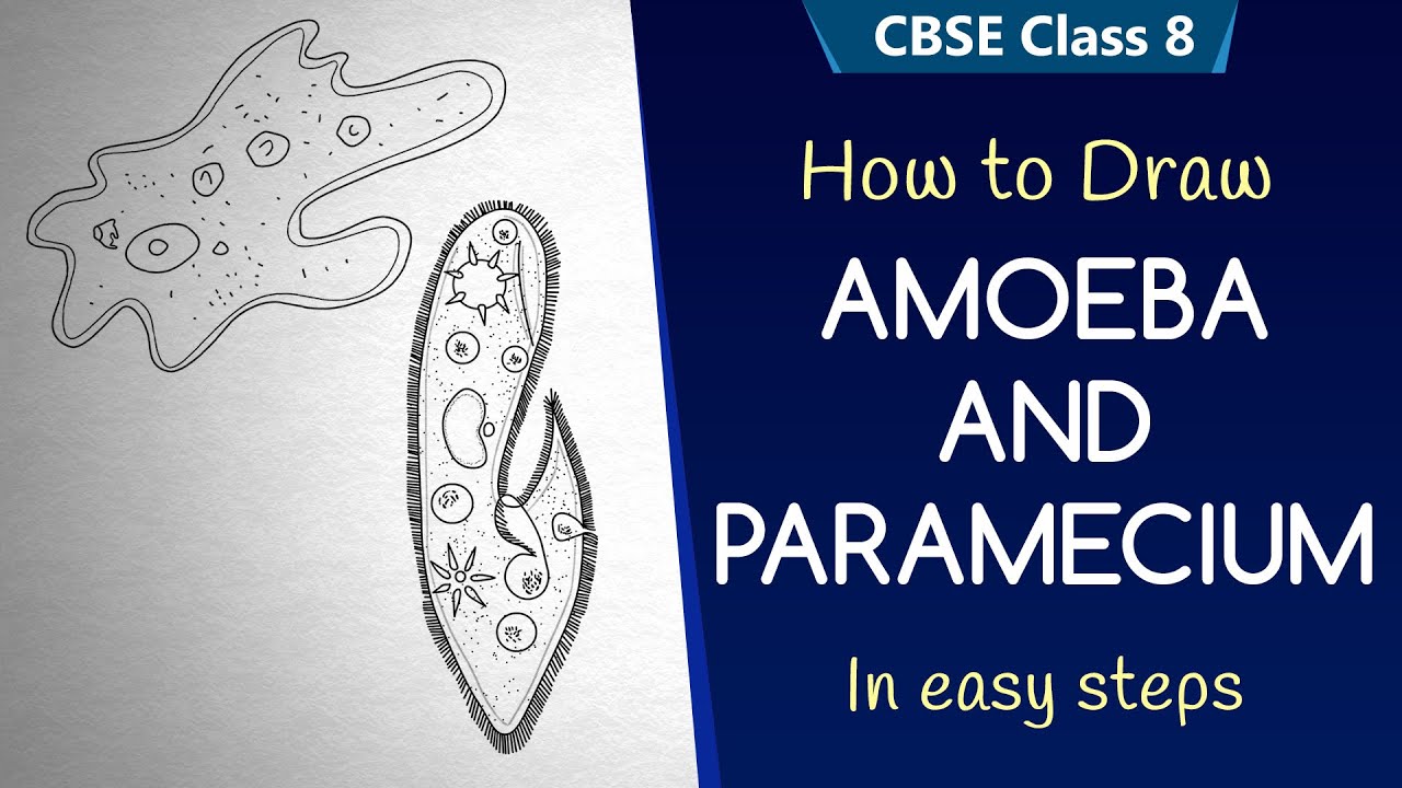 How to Draw Amoeba & Paramecium - 8th Science Class | NCERT Class 8 ...