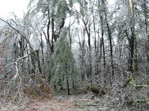 Trees breaking - YouTube