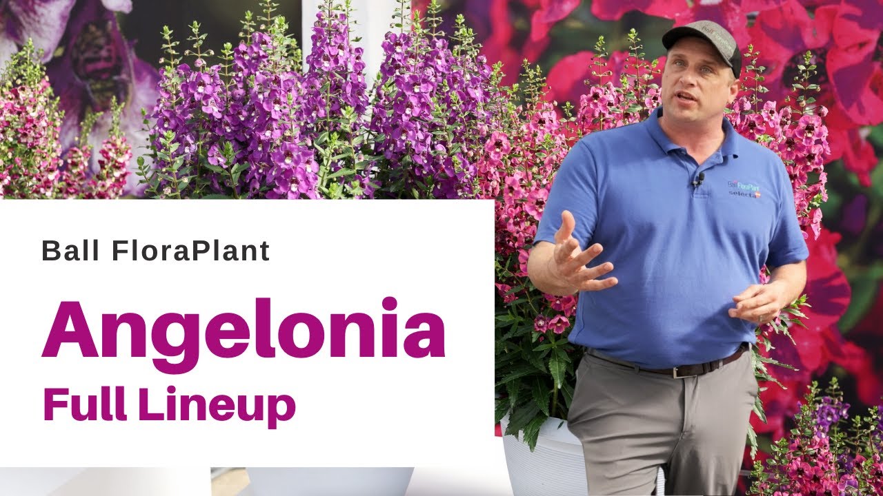 Explore the FULL Angelonia Lineup from Ball FloraPlant - YouTube