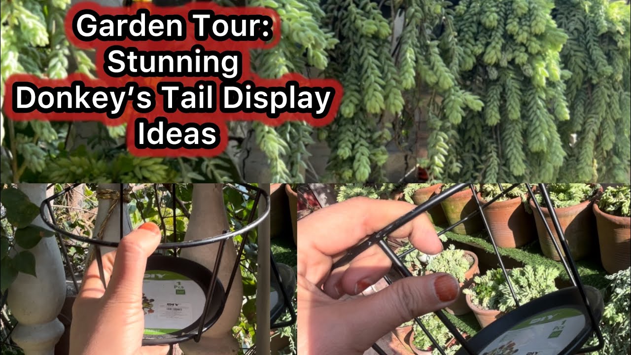 Garden Tour: Stunning Donkey’s Tail Display Ideas |How To Display ...