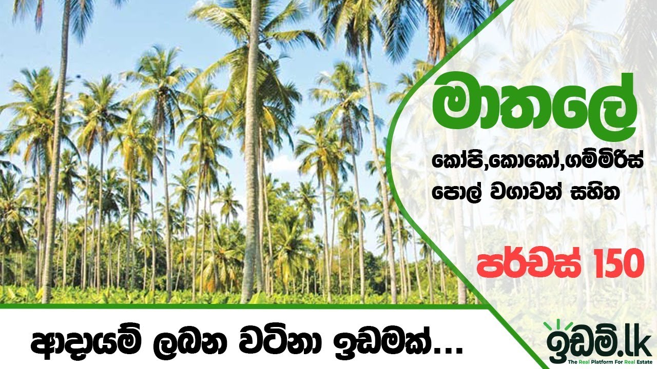 Mathale Coconut land | Agriculture land | Land for sale in Sri Lanka ...