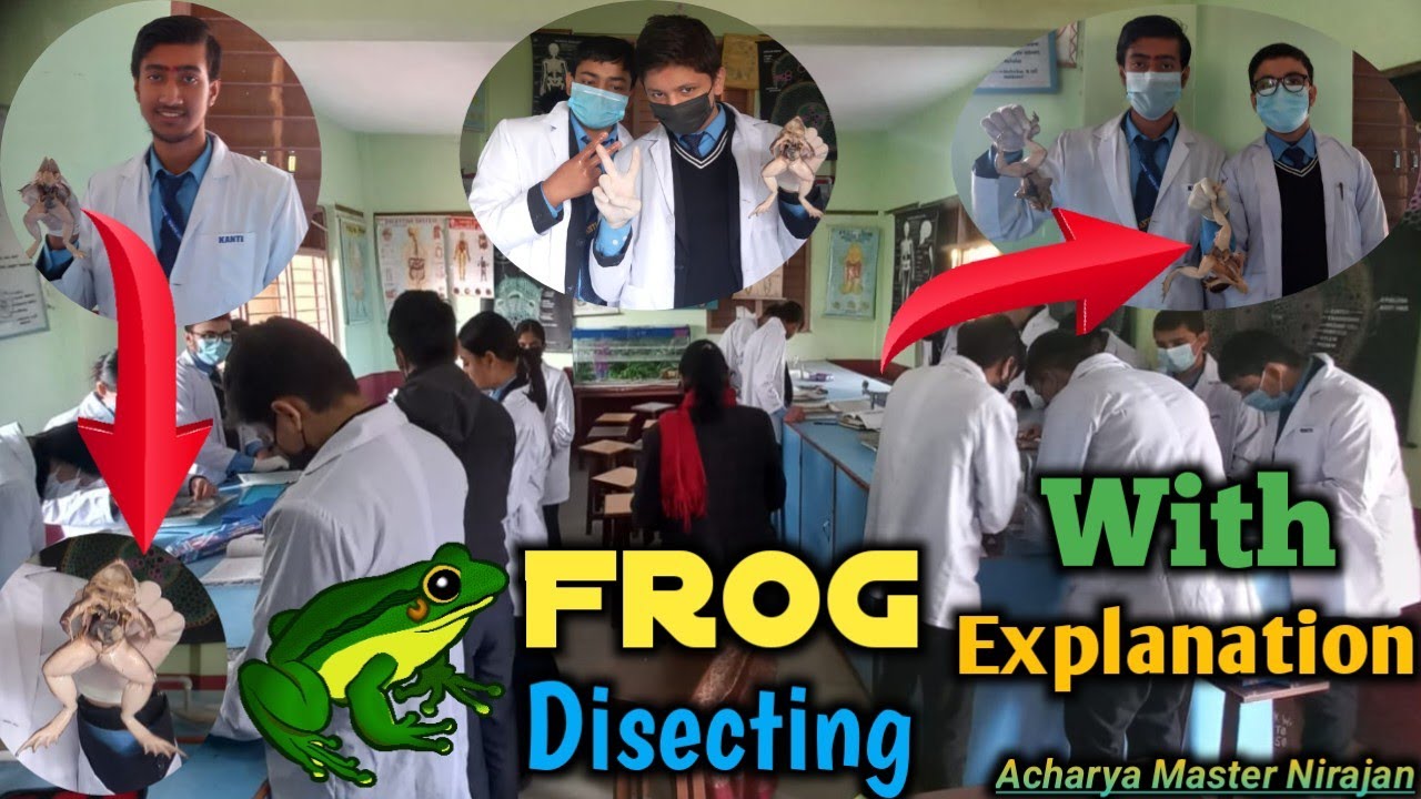Disection of Frog || How to disect frog || Frog disection with ...
