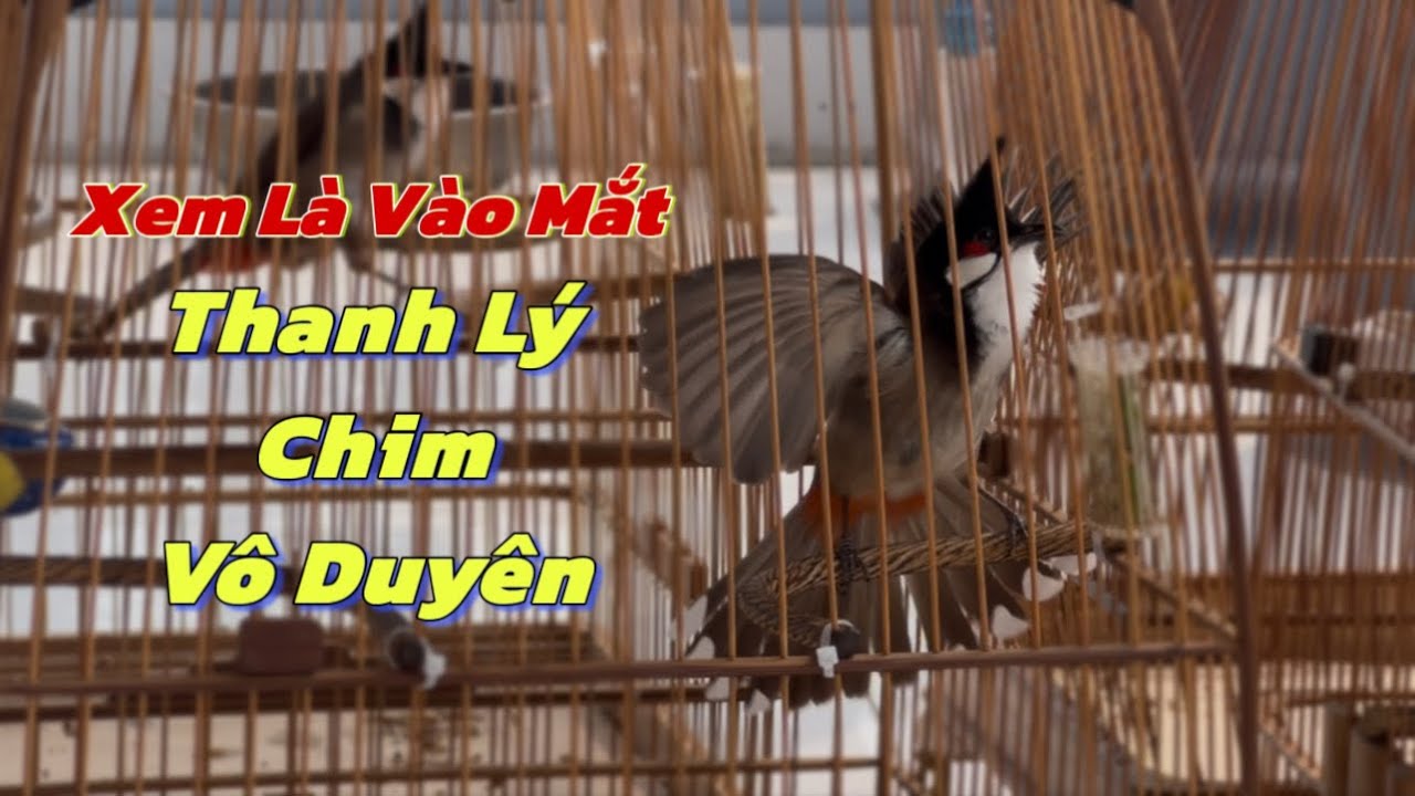 Cb Xé Vải 10.5 - Rê Xoè Ché Mãn Nhãn / Xem Là Ưng . Chim Vo Duyên Bán ...