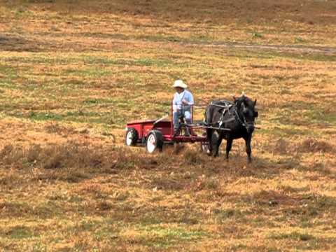 Horse pulling farm equipment - YouTube
