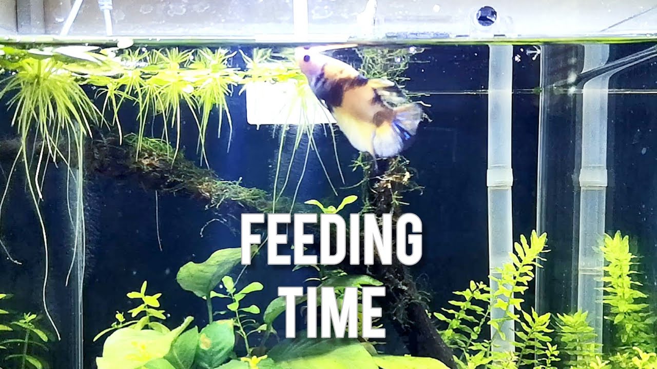 Morning Fish Feeding Routine - YouTube