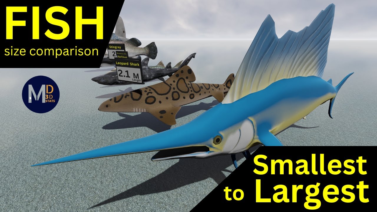 Fish SIZE Comparison (Updated)🐠🐟 - YouTube