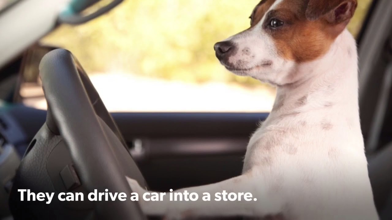 Bad Pets Hall of Shame Book Trailer - YouTube