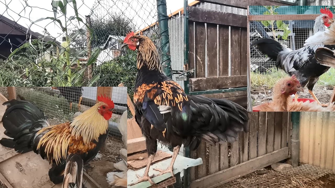 Hens - VLOGS : 873🛒+💰= 🐓🐓 - YouTube