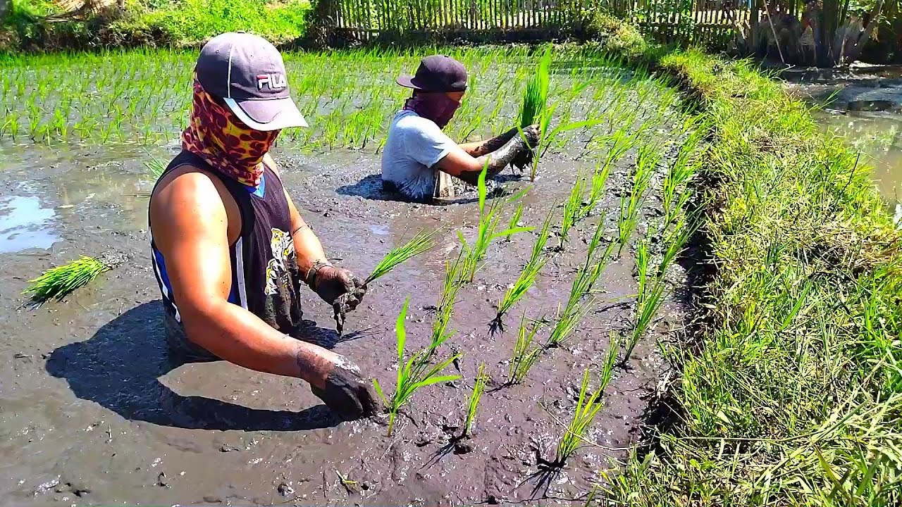 DEEPEST RICE PADDY | Dangerous Rice field | Quick Sand | Muddy Rice ...
