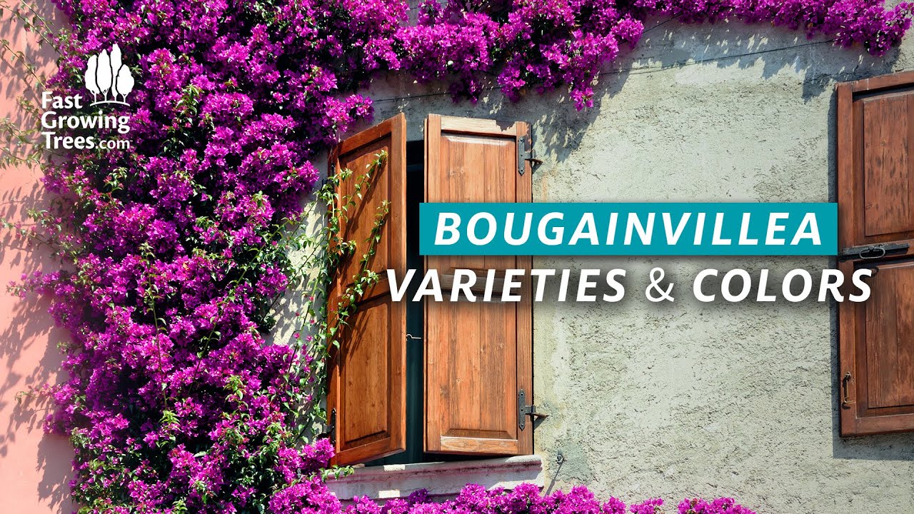 Bougainvillea | Varieties & Colors - YouTube