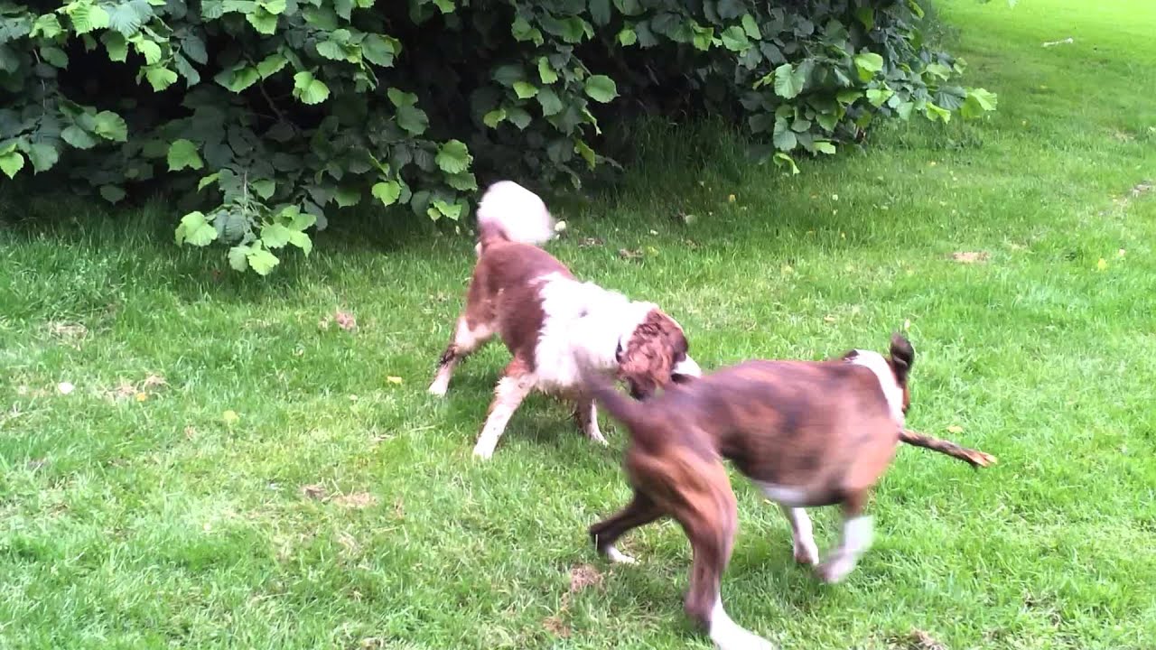 Springer spaniel v Boxer - YouTube