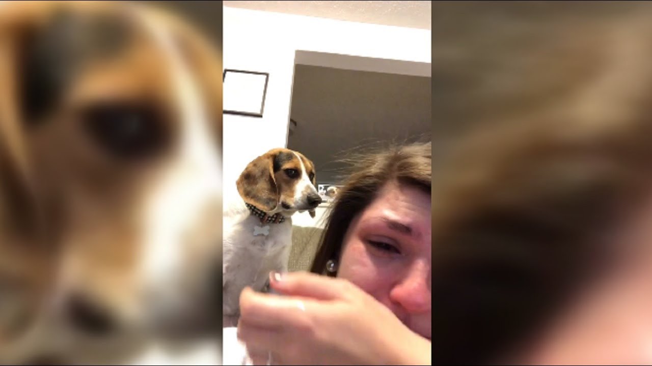 Dog Cheers Up Its Owner ️ - YouTube