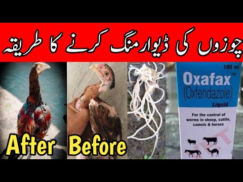 Deworming of aseel chicks with oxafax | pait may keero ka ilaj | aseel ...