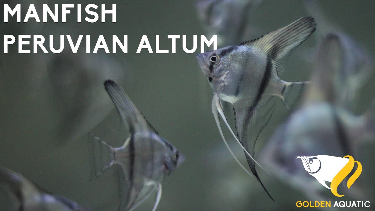 (Angel Fish) Manfish Peruvian Altum - YouTube