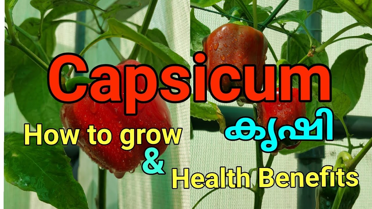 How to grow capsicum | Grow Capsicum in Green house | Benefits - YouTube