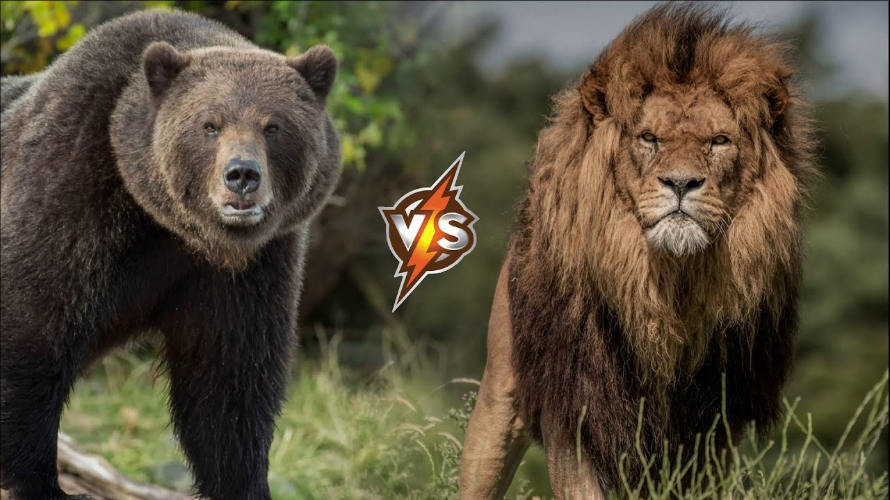 Bear VS African Lion. Who is stronger in a fight? - YouTube