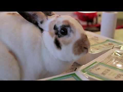 DUBSTEP BUNNY