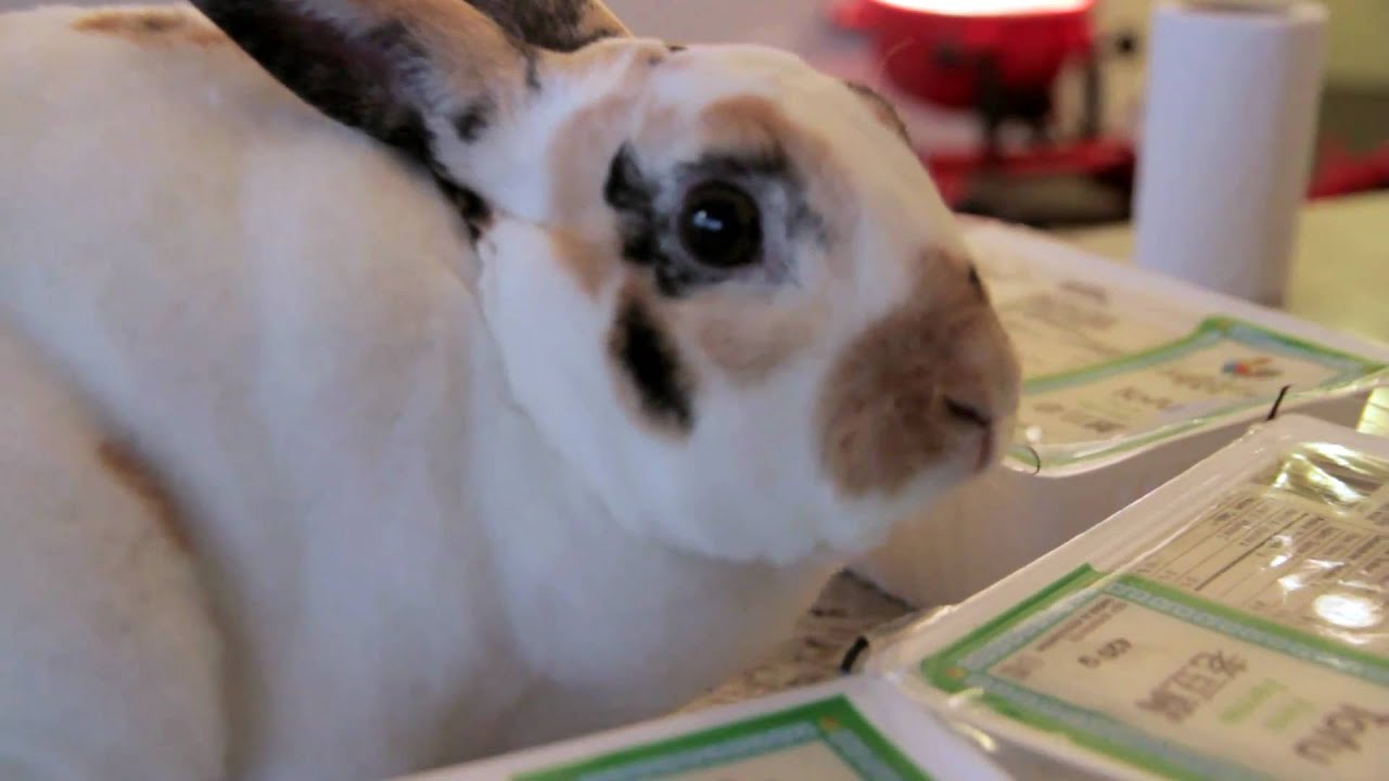 DUBSTEP BUNNY - YouTube