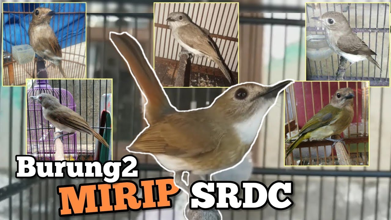 Burung mirip SRDC. Hati2, jangan sampai salah beli. - YouTube