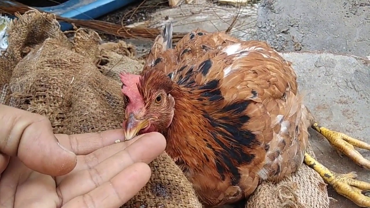 Wild hen in nallamala forest | india - YouTube