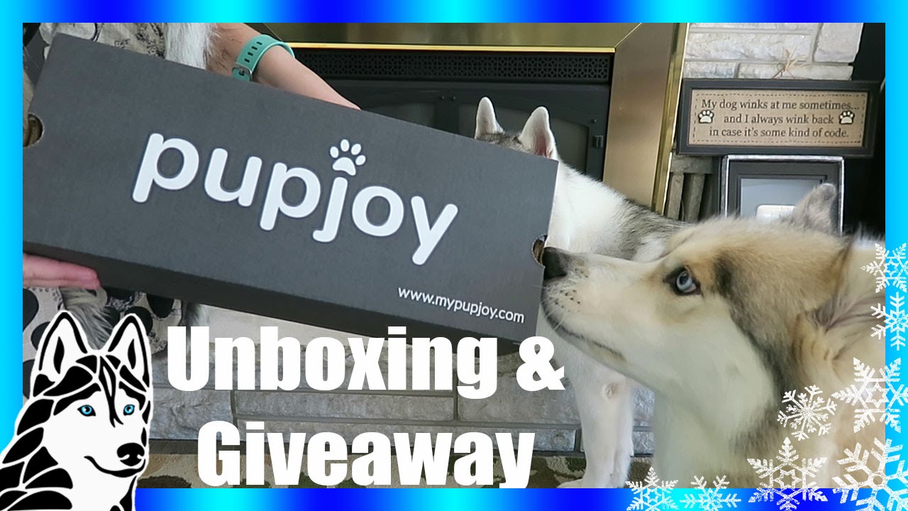 #DIVA HUSKY REFUSES TO DO TRICKS | PUPJOY Unboxing and Giveaway - YouTube