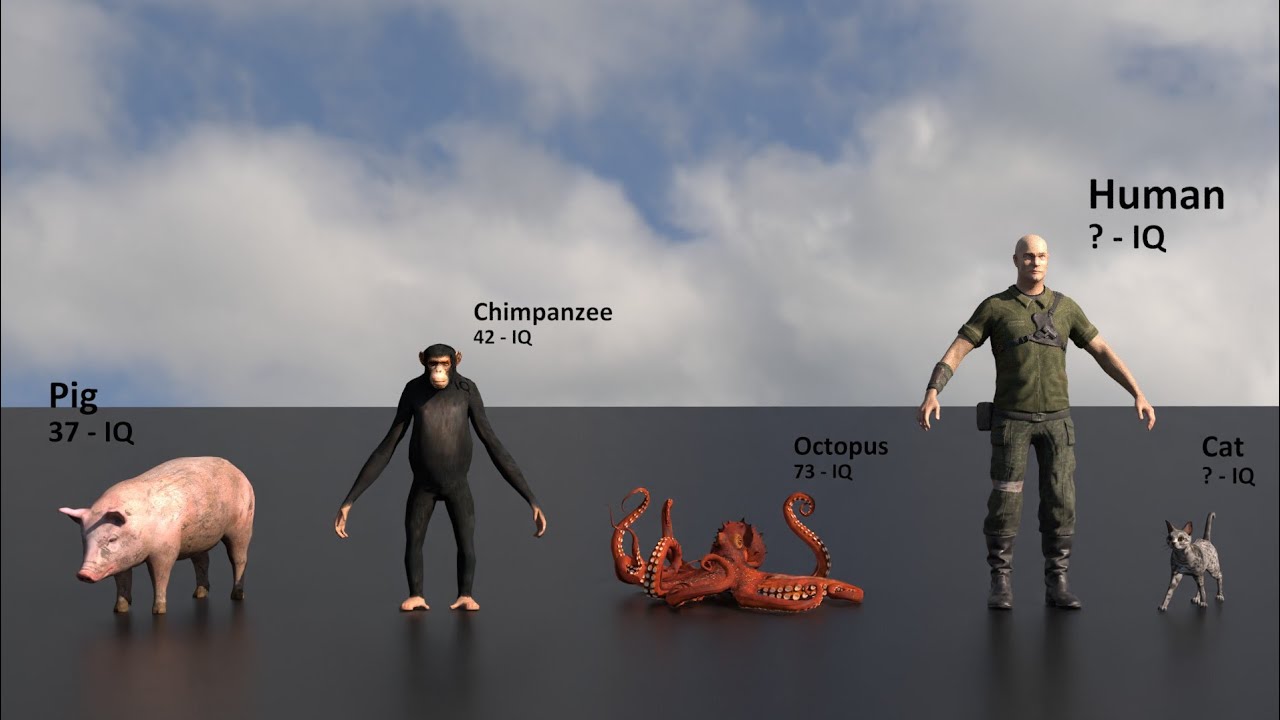 Comparison Animal Intelligence | 3D Animation Comparison - YouTube
