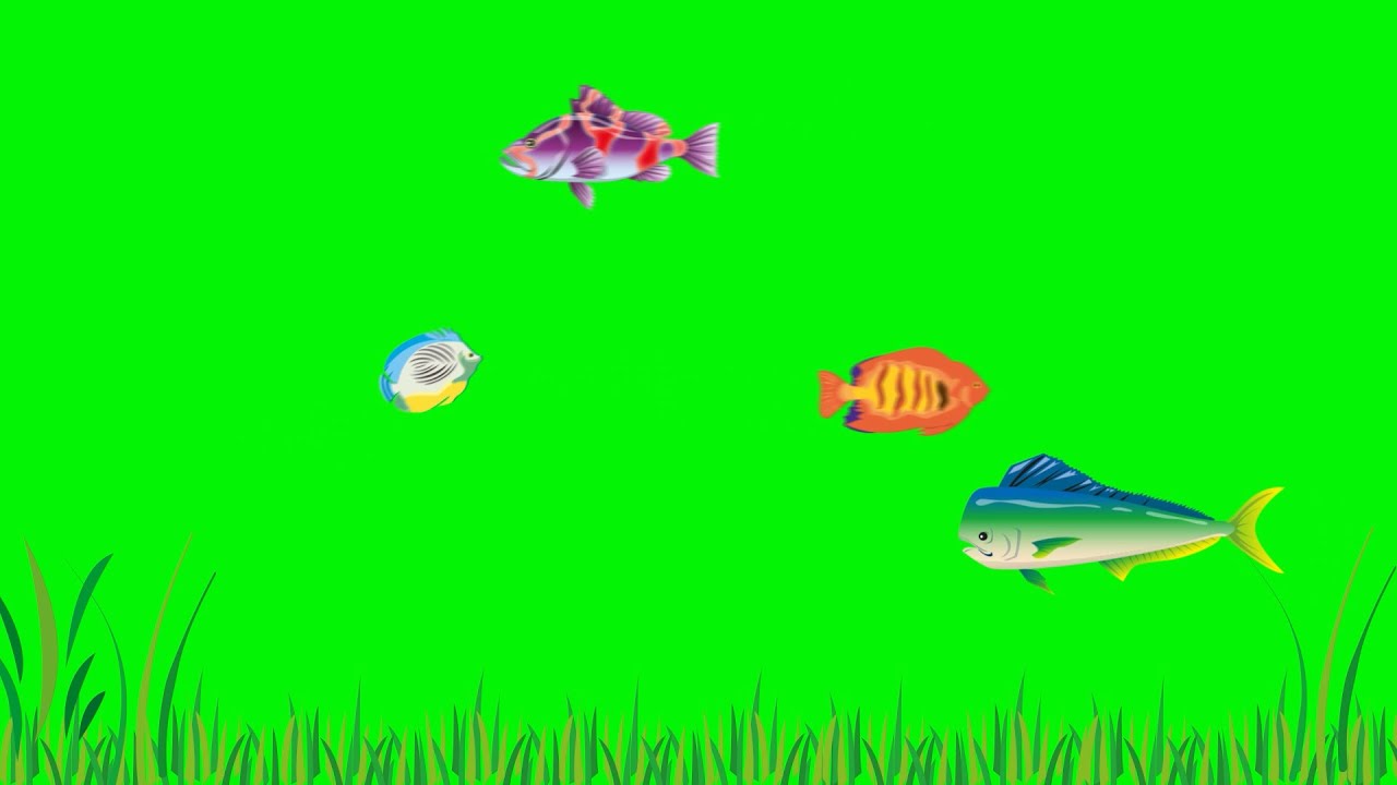 Non copyright animated Swimming Fishes Green Screen use for free - YouTube