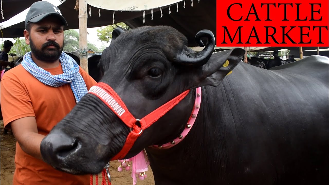 TOP CATTLE MARKET OF PUNJAB I MURRAH BUFFALO FROM HARYANA PUNJAB ...