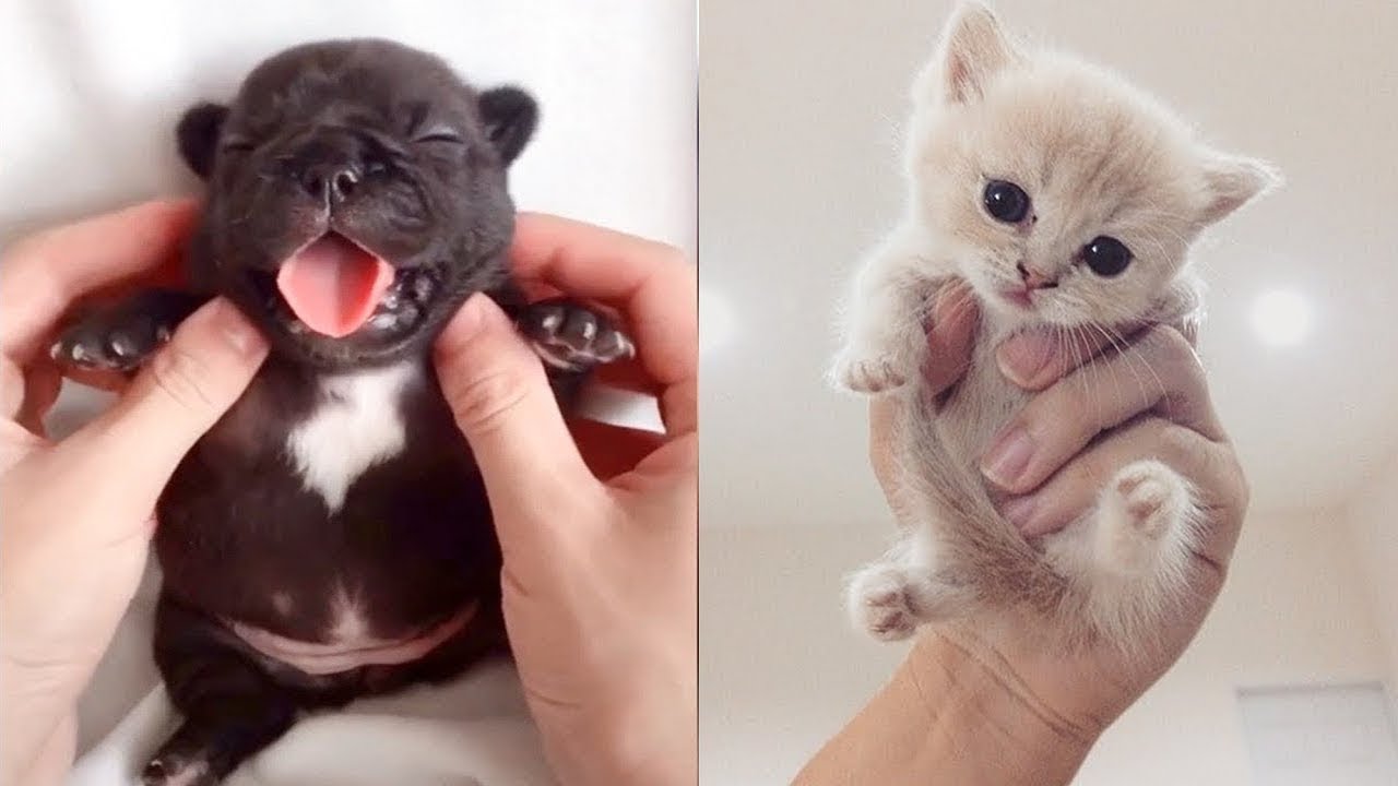 Cutest baby animals videos compilation cute moment of the animals😊 ...