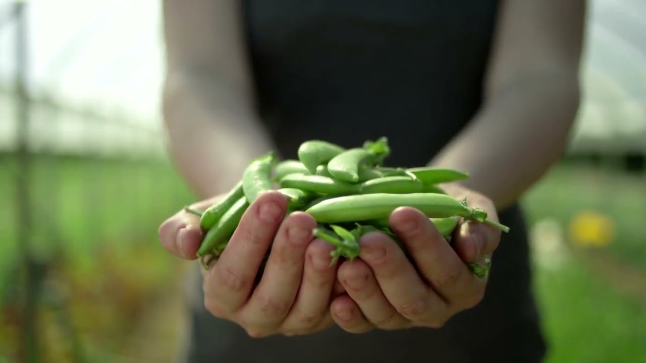 Extrema Classroom Project 10 Easy Growing Beans For A Science ...