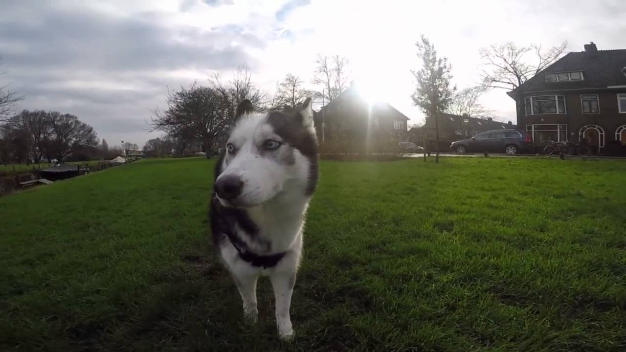 GoPro: Maya hunting a dog - YouTube