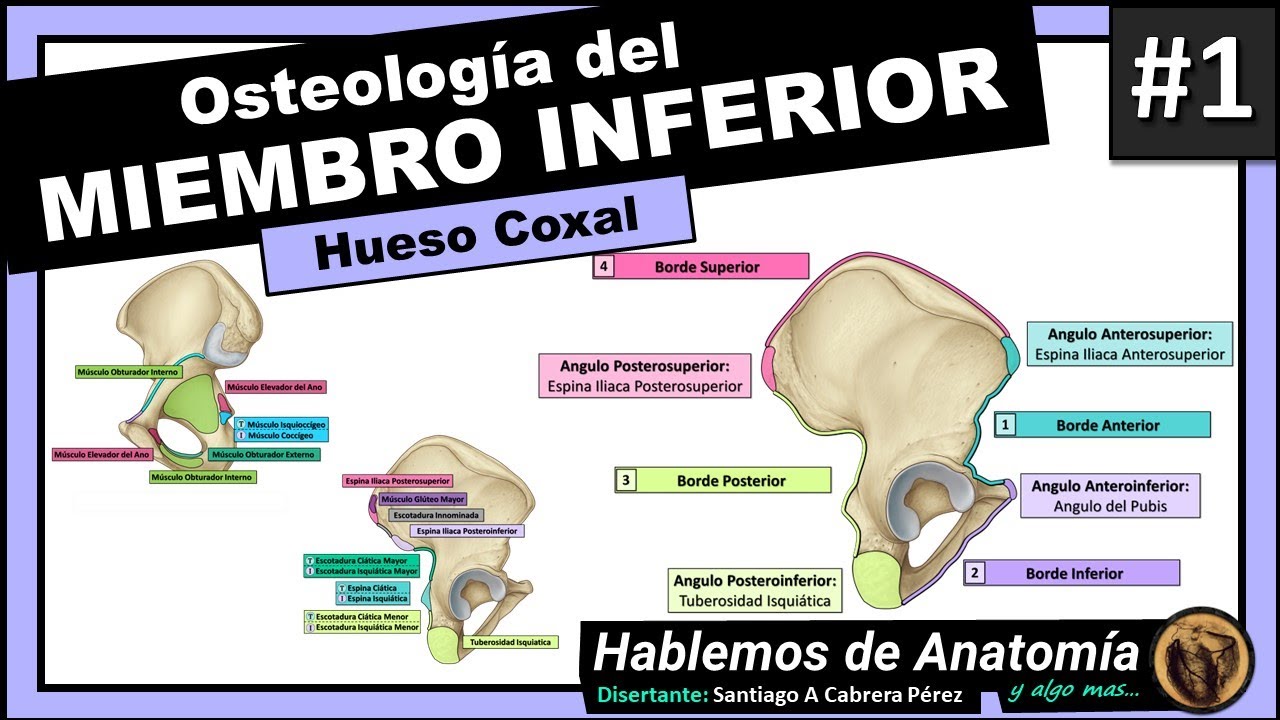 🔴 #3👉OSTEOLOGIA DEL MIEMBRO INFERIOR 🟩 HUESO COXAL🟪 - YouTube