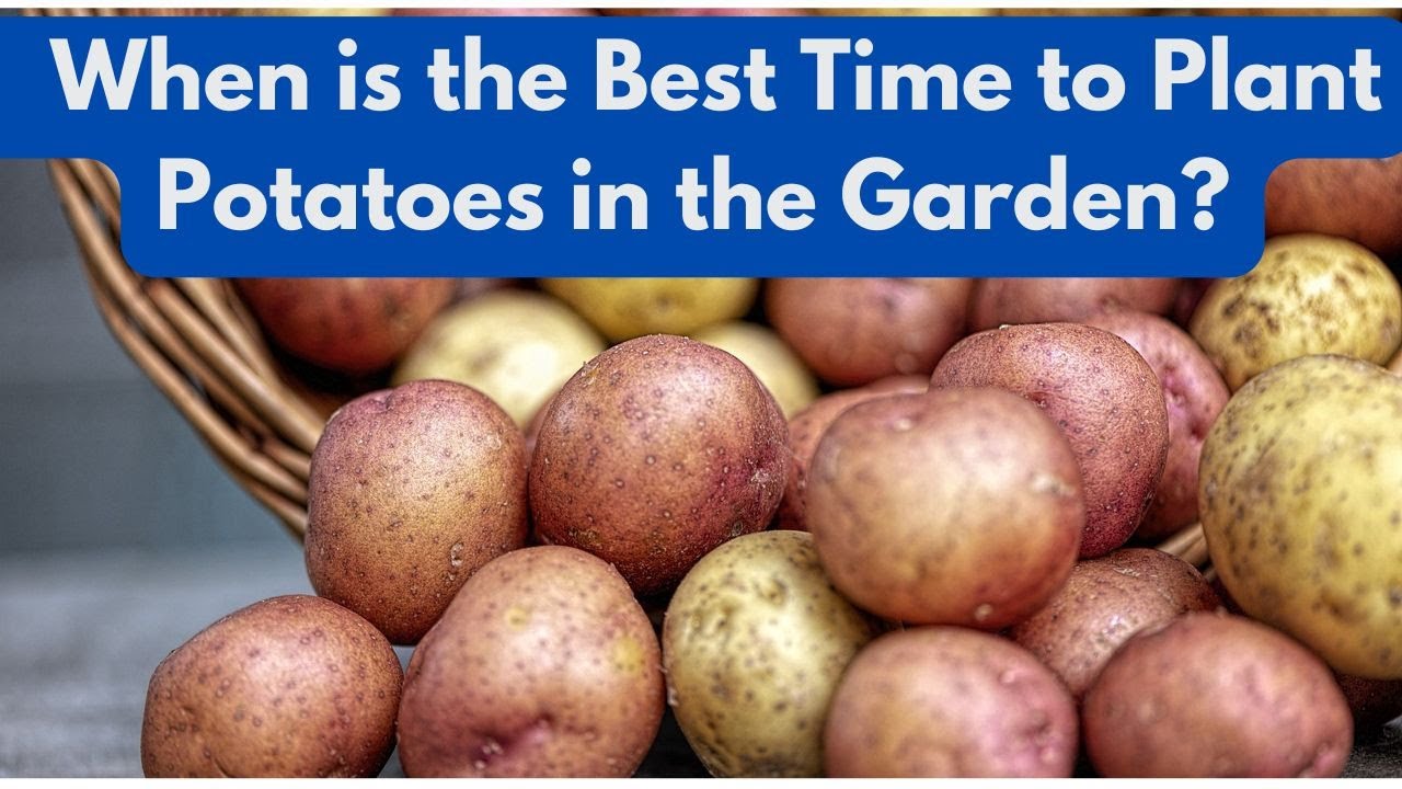 When To Plant Potatoes In Florida