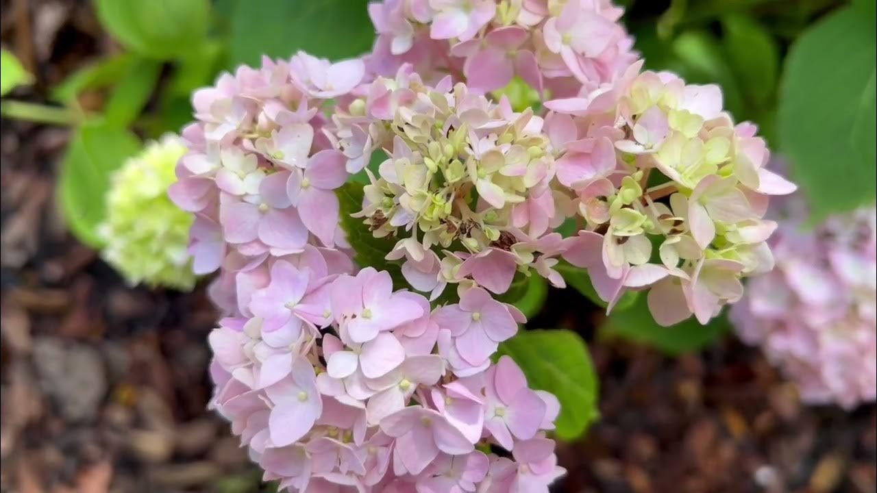 Разноцветная ГОРТЕНЗИЯ это сорт? Опыт Анжелики наглядно - YouTube