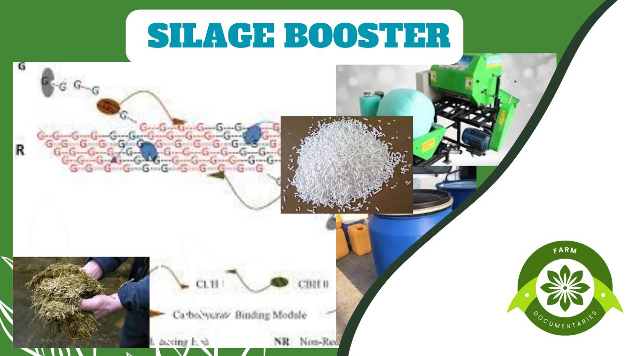 small scale silage making: Top Benefits of Using Additives for ...
