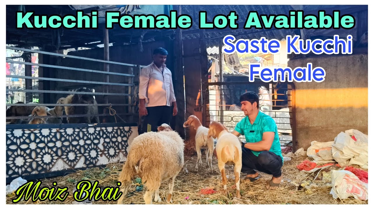 KUCCHi & Baner FEMALE LOT AVAILABLE AT MOIZ BHAI #youtubevideos # ...