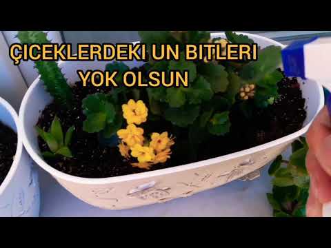 Denedik oldu👍 bit böcek kalmadı💯 - CİCEKLERDEKİ UN BITI NASIL TEMIZLENIR- Beyaz böcek-