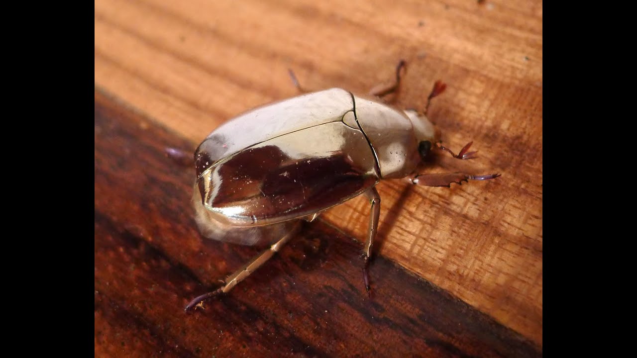 The Gold Bug Audiobook by Edgar Allan Poe [Explicit] - YouTube