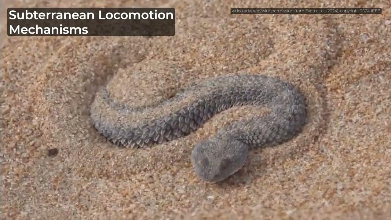 Grand Challenges for Burrowing Soft Robots - YouTube