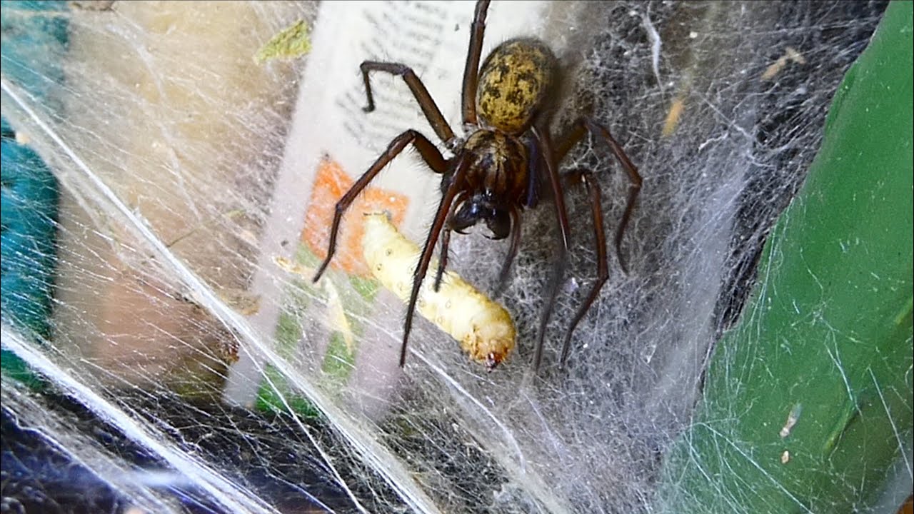 @ Dangerouswildarachnids fang action giant house spider injecting ...