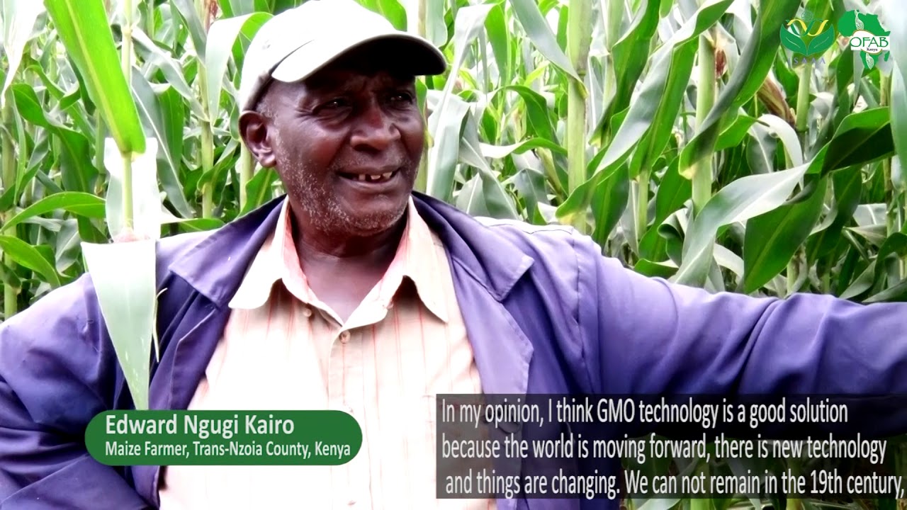 Kitale Maize farmer on GMOs - YouTube
