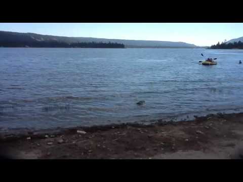 BSA Troop 58: Sevylor Caravelle-4 Raft Approaching Big Bear's East Shore