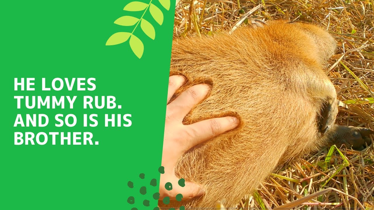 He Loves Tummy Rub And So Is His Brother Youtube