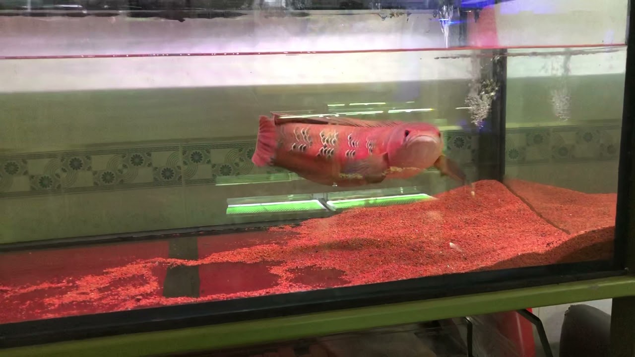 Red katigan, có thể nói là con red katigan đỏ nhất vn - YouTube