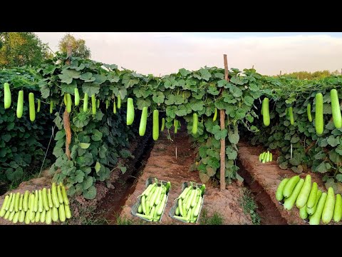 bottle gourd farming | tunnel farming | lauki farming | gourd farming ...